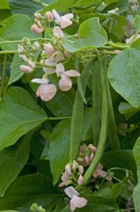 Siemenet helposti netistä - Siemenvesa Oy