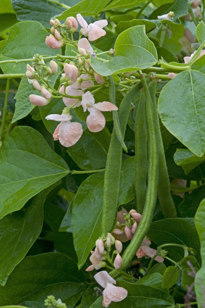 Siemenvesa – Siemeniä ja puutarhatarvikkeita koko Suomen alueelle ...